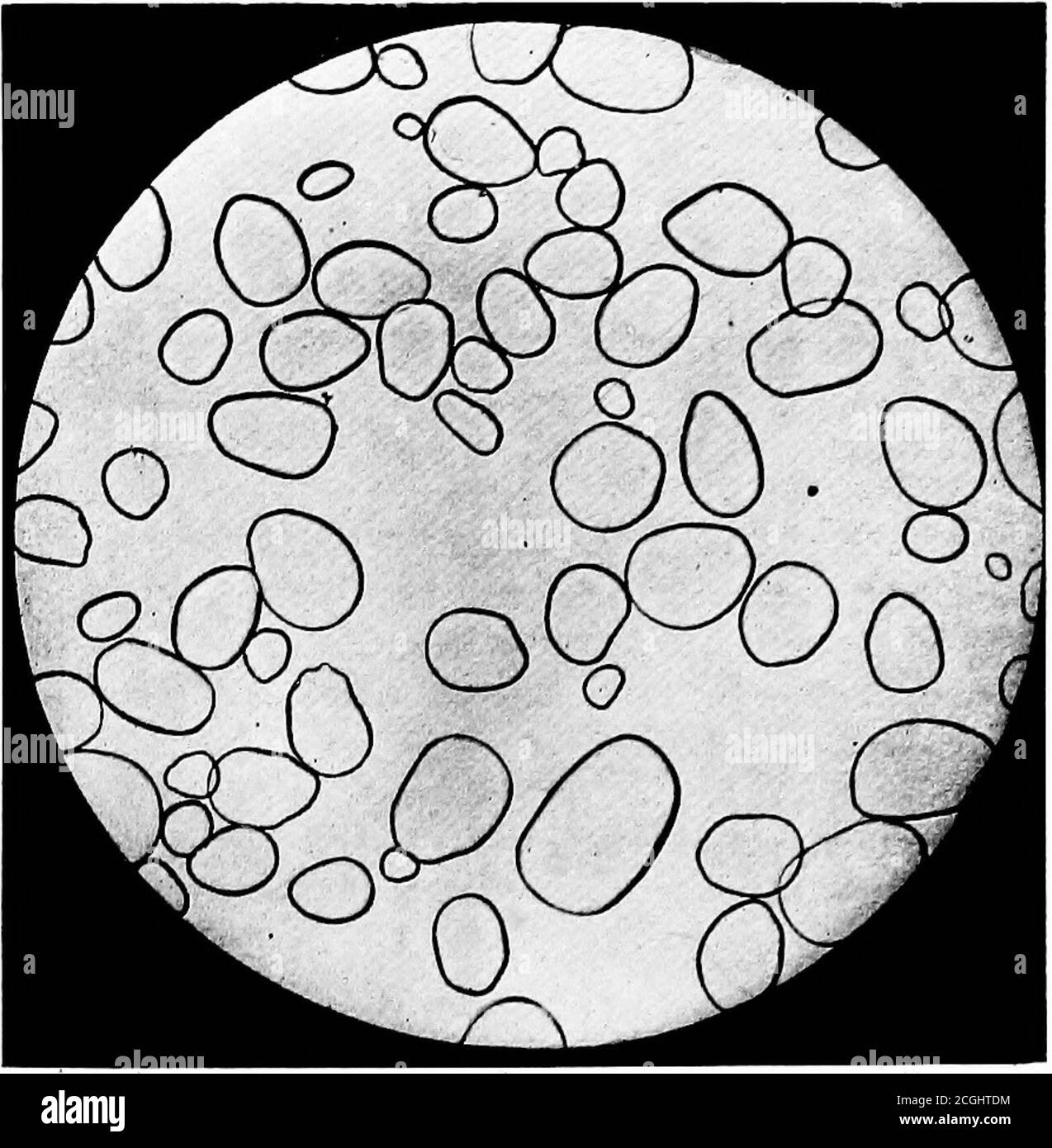 Commonly occurring starches hi-res stock photography and images - Alamy