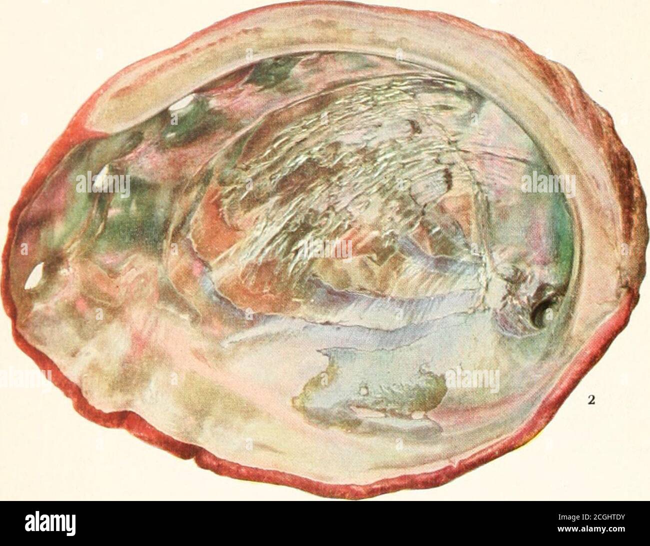 . The shell book . 9. 1 Stock Photo - Alamy
