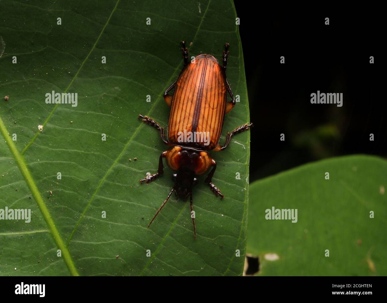 Ground beetle of Malaysia Stock Photo - Alamy