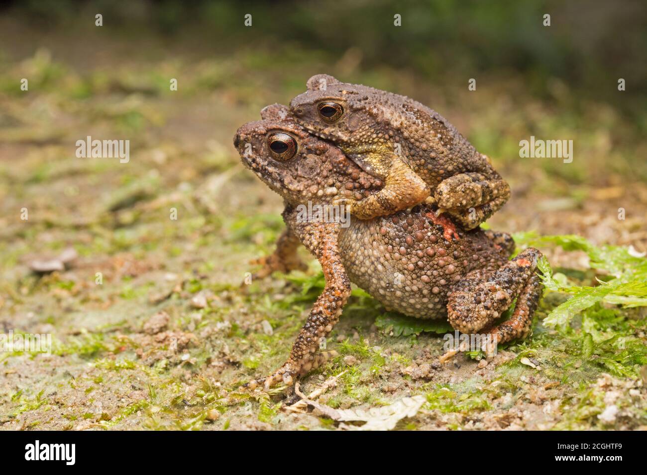 Lesser Stream Toad, Ingerophrynus parvus Stock Photo - Alamy