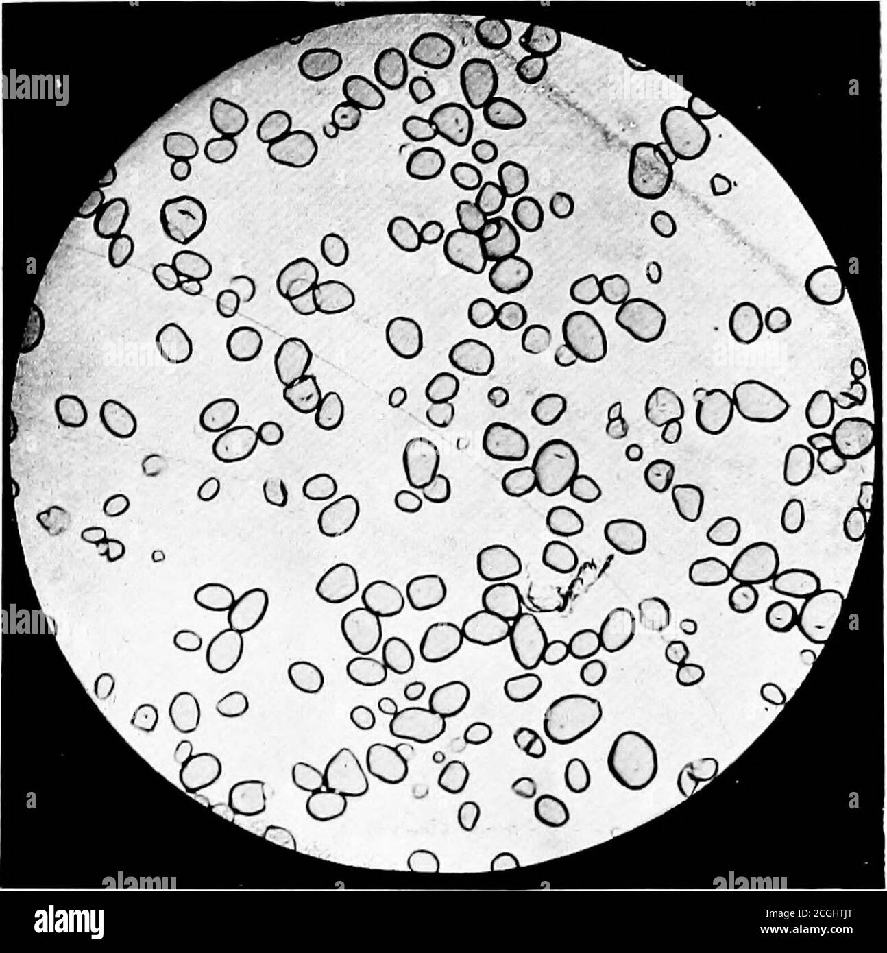 . The microscopy of the more commonly occurring starches . starches ...