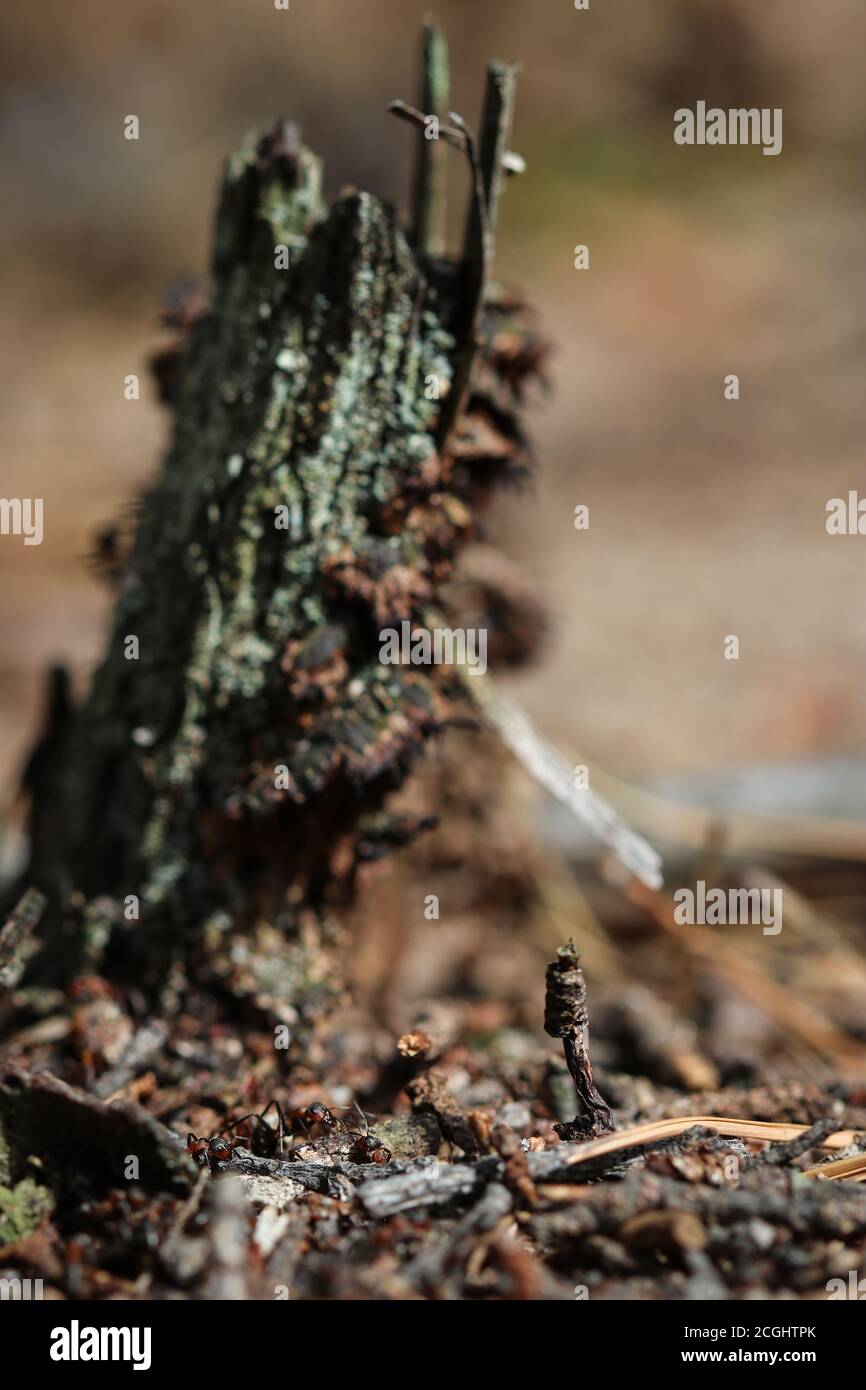 Close up on top of anthill with narrow depth of field Stock Photo - Alamy