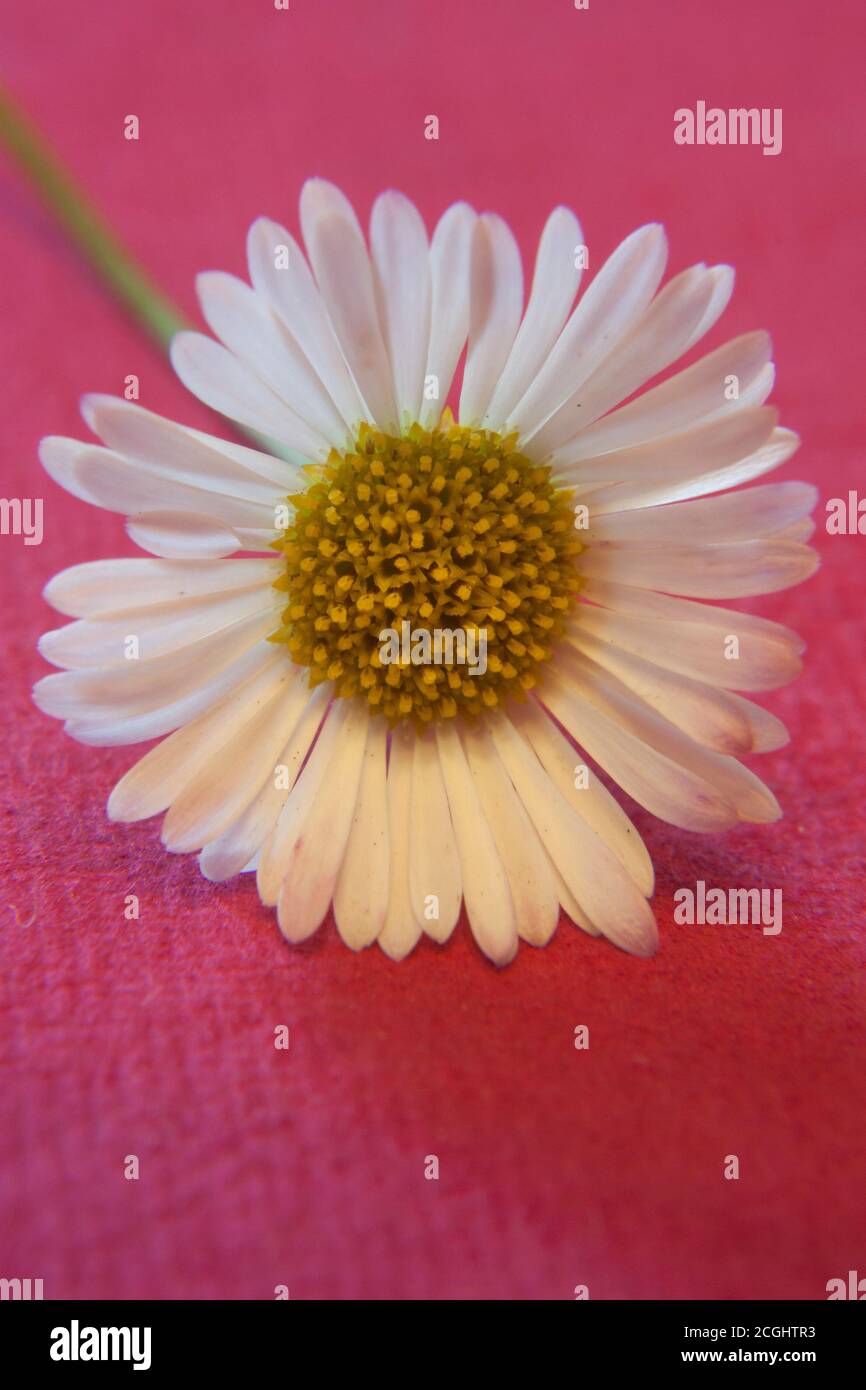 Macro of a daisy hi-res stock photography and images - Alamy