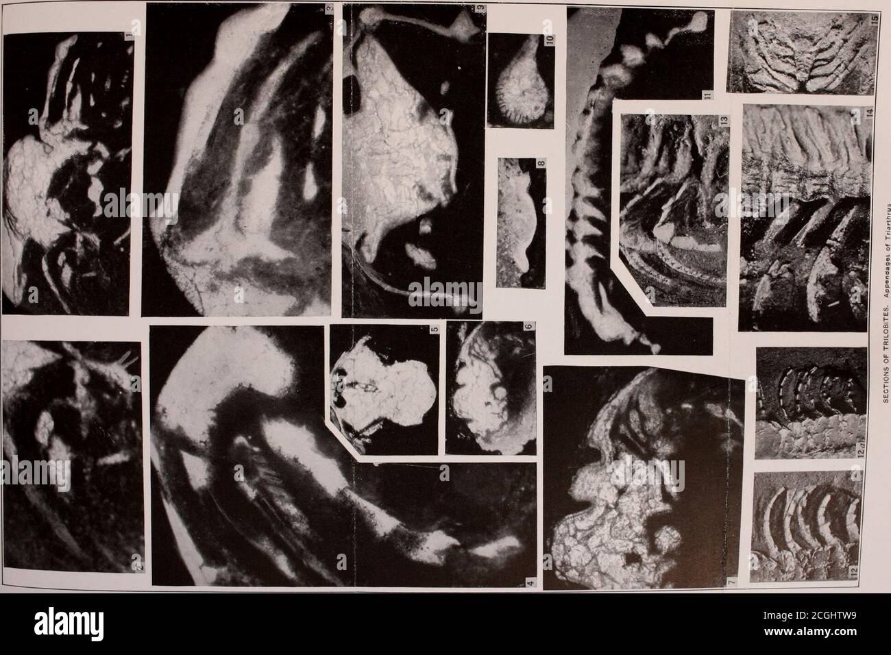 . Smithsonian miscellaneous collections . h clearly. (Slide No. 230,M ...