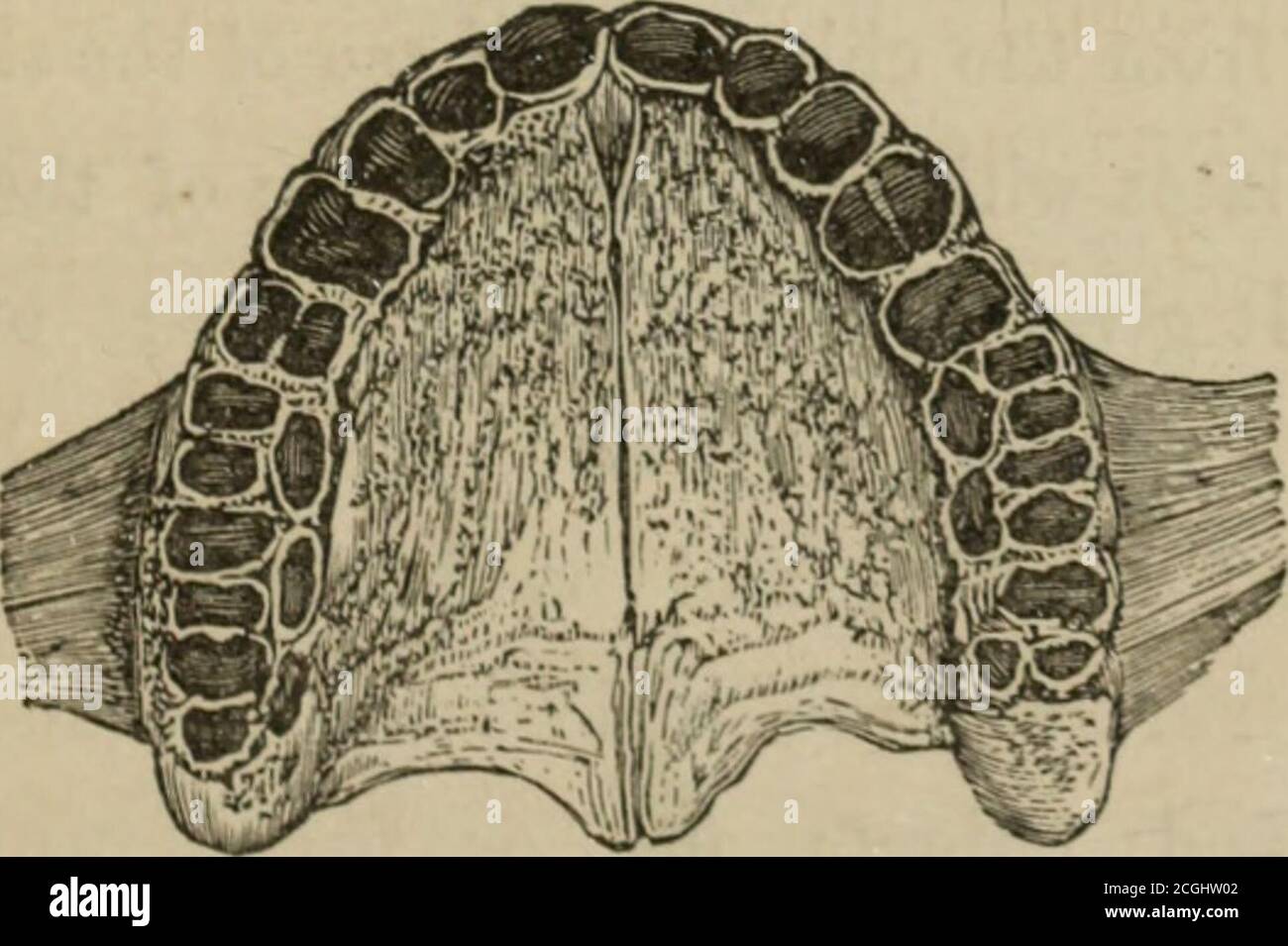 . A manual on extracting teeth, founded on the anatomy of the parts ...