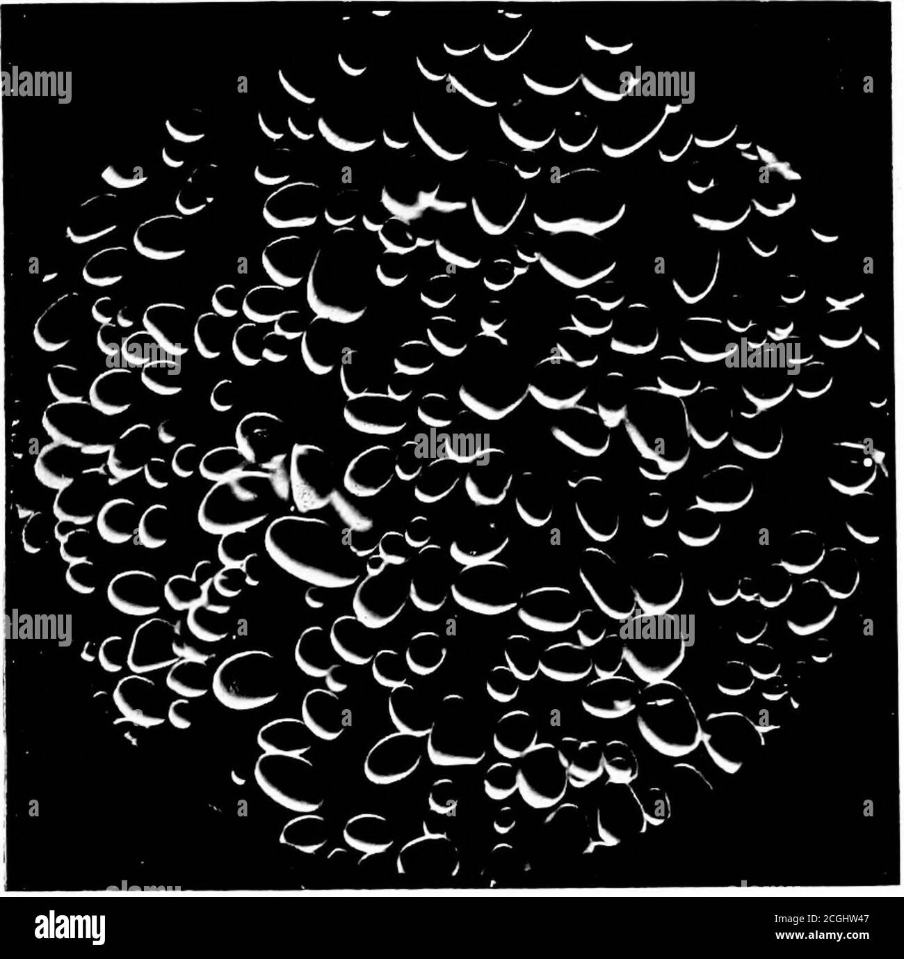 . The microscopy of the more commonly occurring starches . ined potato ...