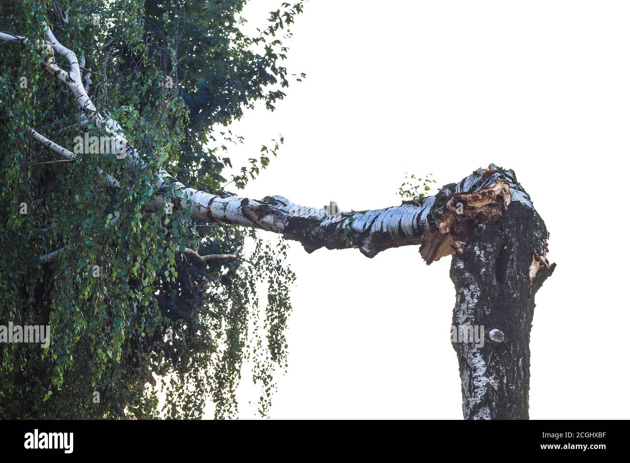 Birch broken by fierce tempest, photo taken immediate after storm, few ...