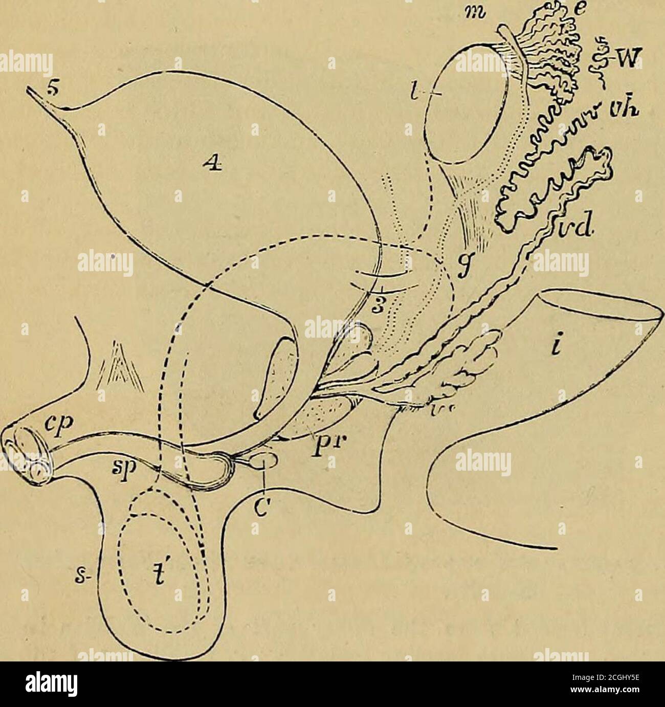 . Quain's elements of anatomy . male is the now well-known body of ...
