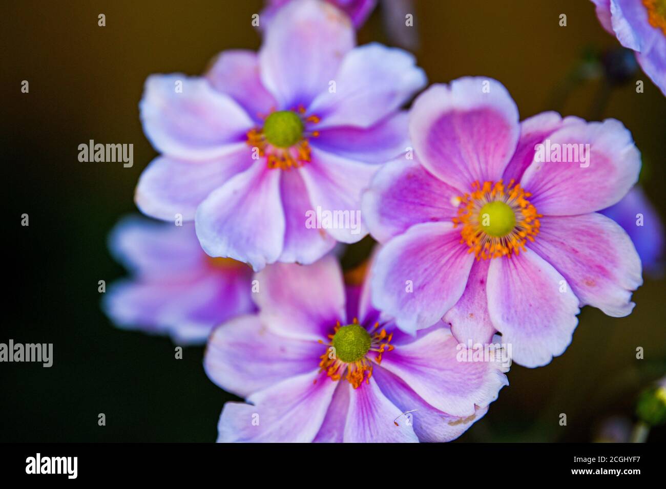 Japanese anemone windflower hi-res stock photography and images - Alamy