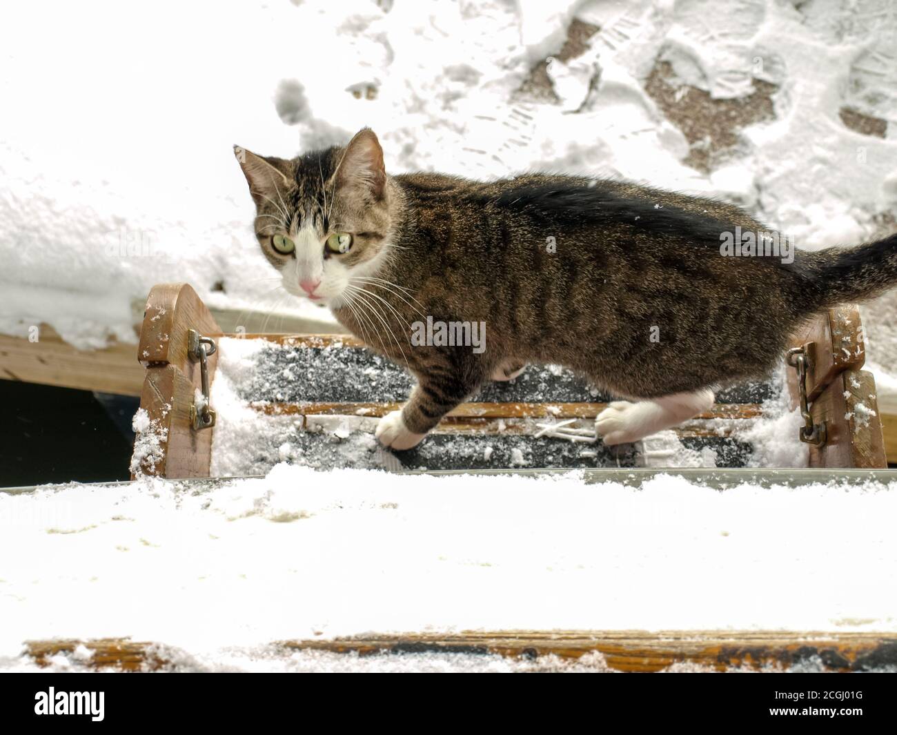 Kitten in the Snow Stock Photo - Alamy
