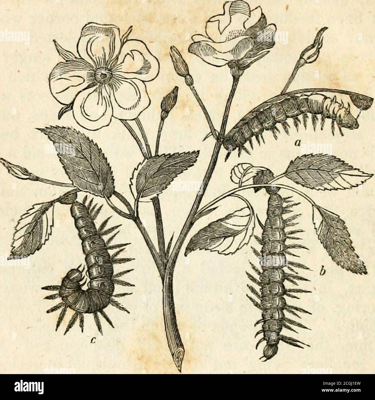 Invisible butterfly hi-res stock photography and images - Alamy