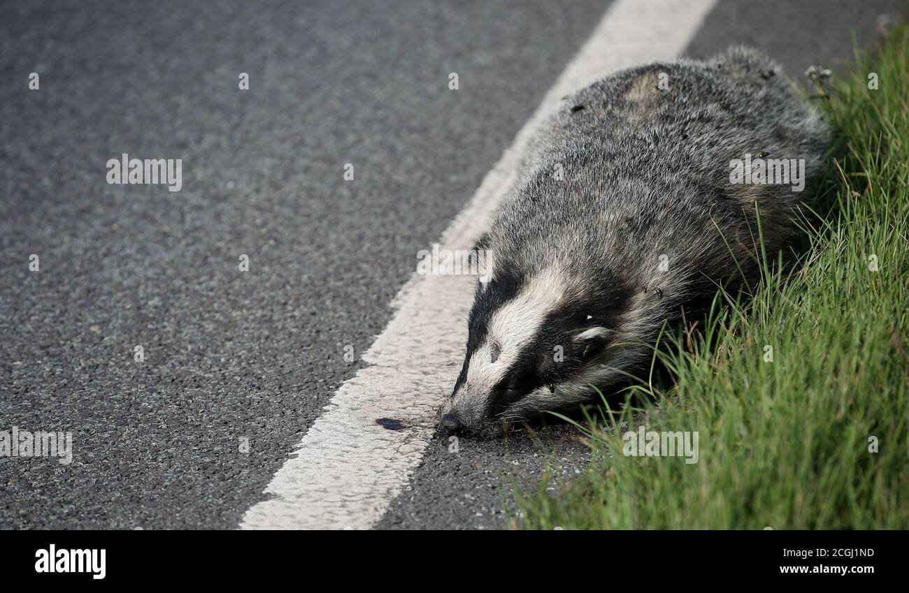 Damage caused by game animal hi-res stock photography and images - Alamy