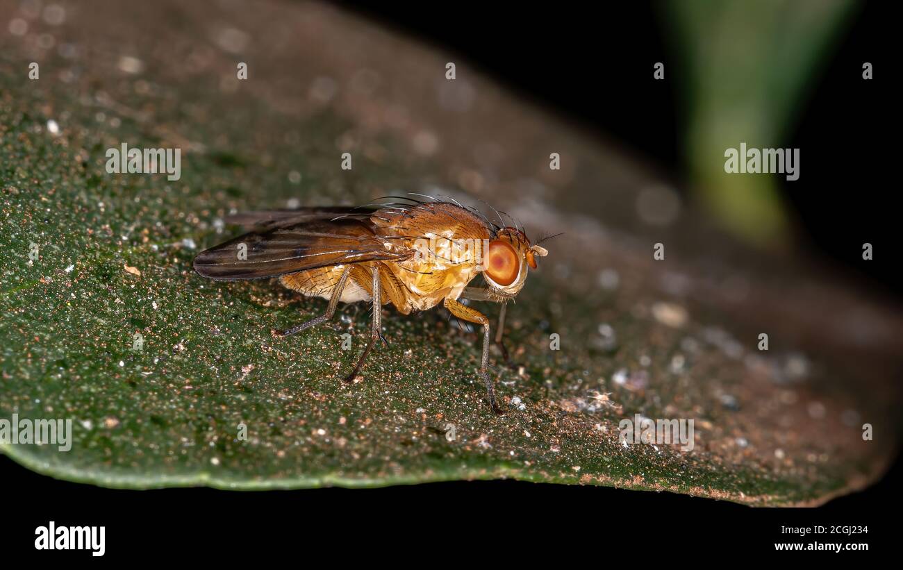 Lauxaniid Fly of the Family Lauxaniidae Stock Photo - Alamy