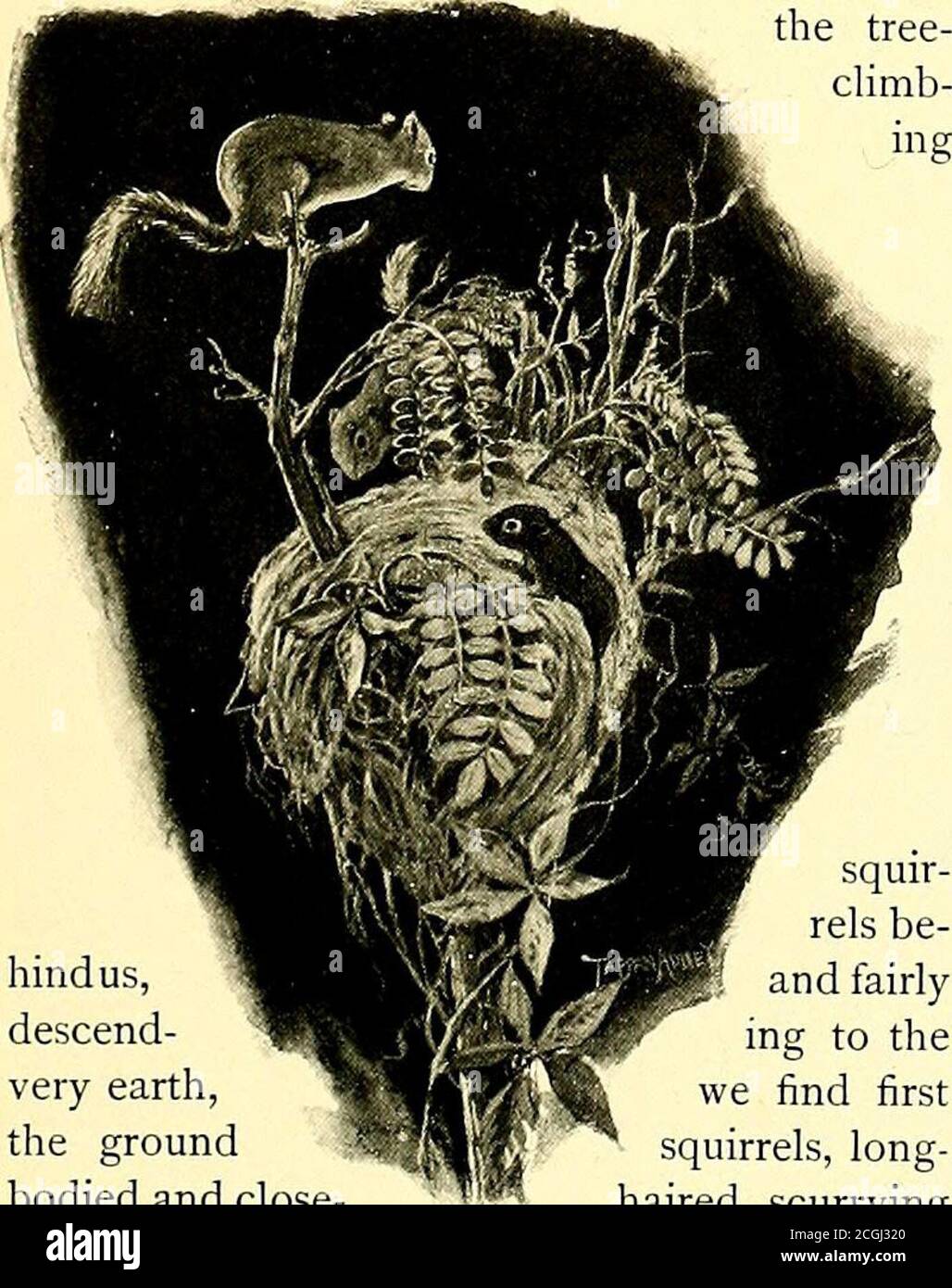 Long haired squirrel hi-res stock photography and images - Alamy