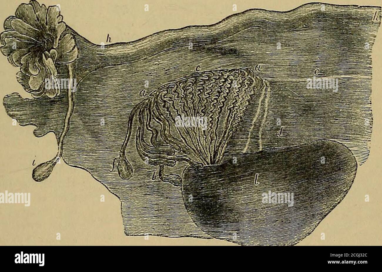. Quain's elements of anatomy . Fig. 811.—Female genital organs of the ...