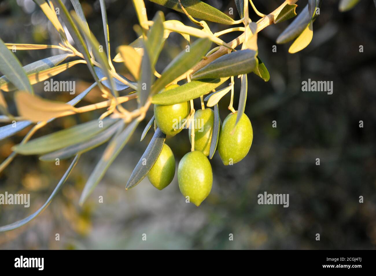 olives on the branches of the olive tree Stock Photo - Alamy