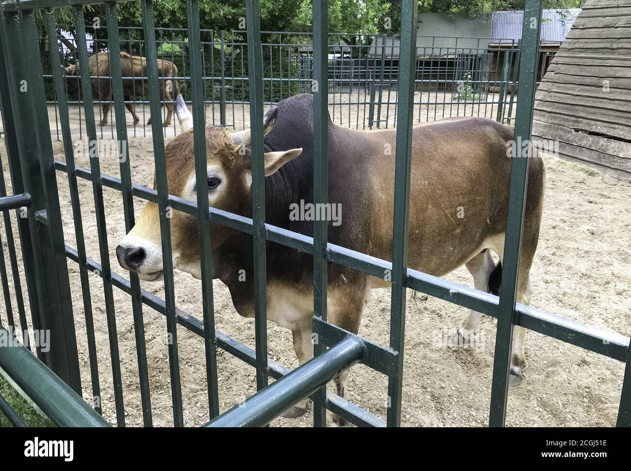 Dwarf Zebu behind an iron fence at the zoo, Latin name:"Bos taurus ...
