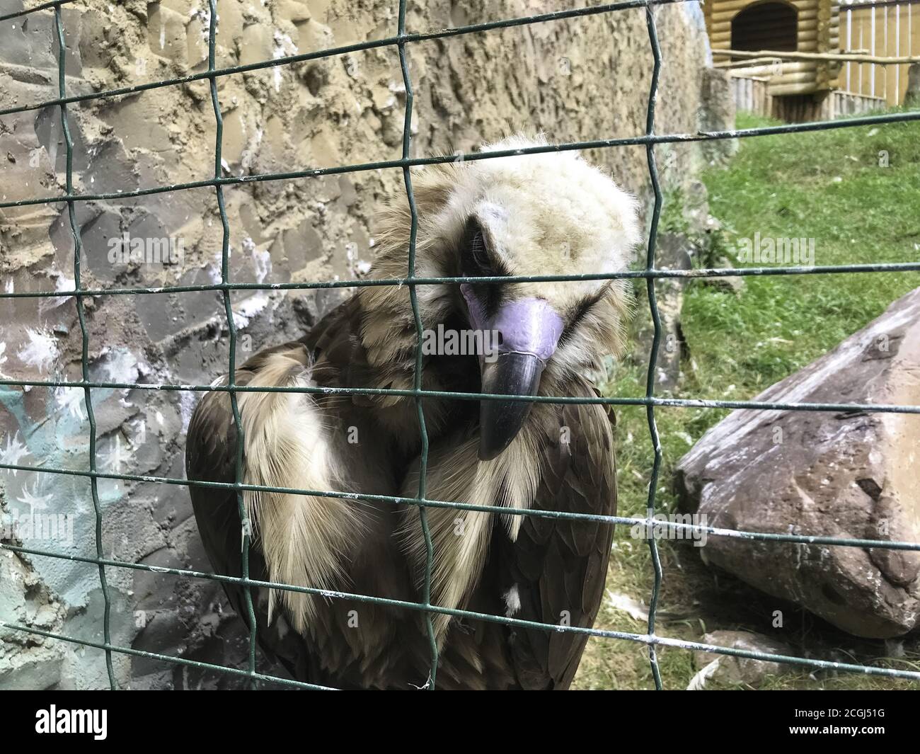 An eagle behind a metal cage in a zoo. A bird of prey in captivity ...