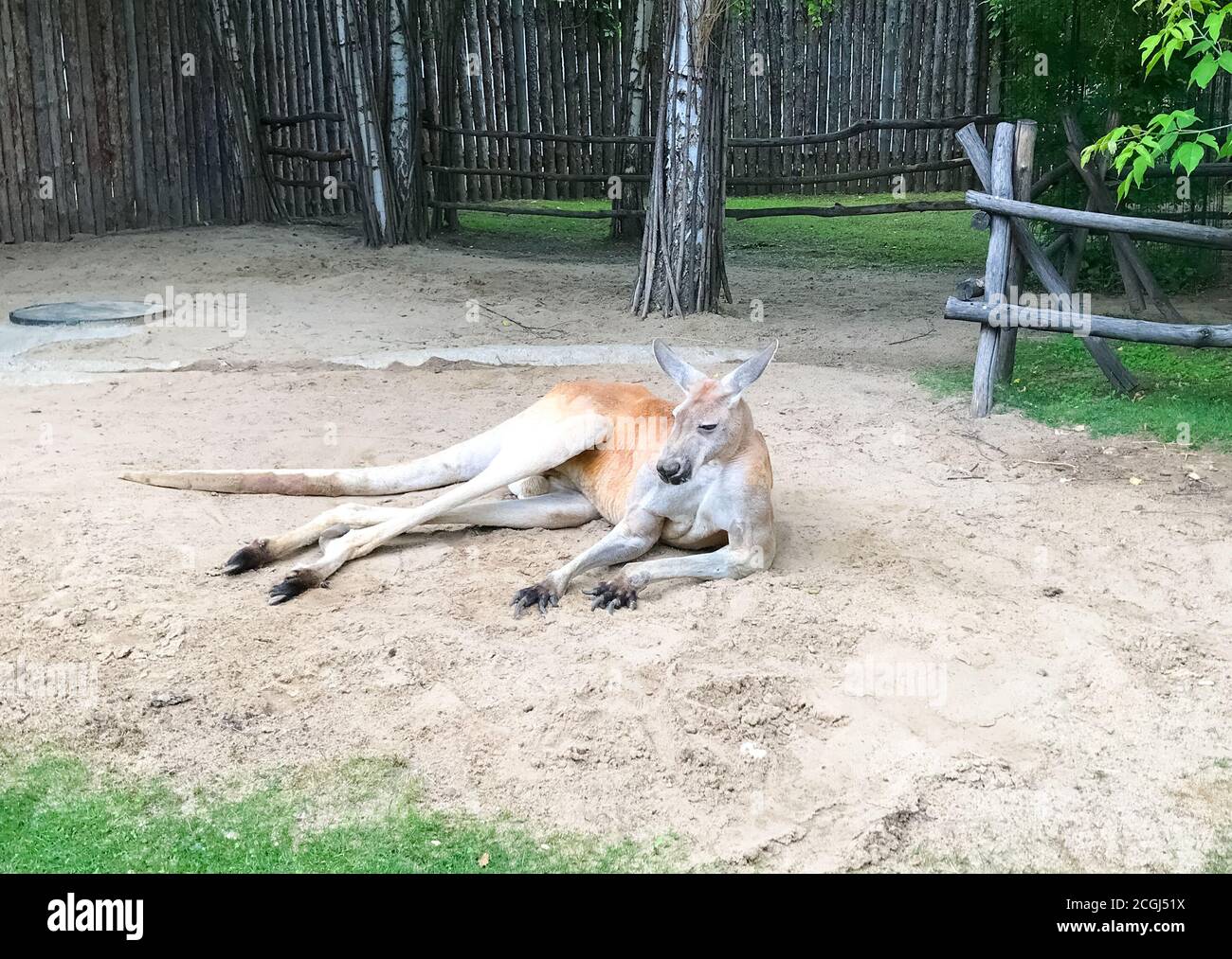 A kangaroo is lying on the ground in the zoo Stock Photo - Alamy