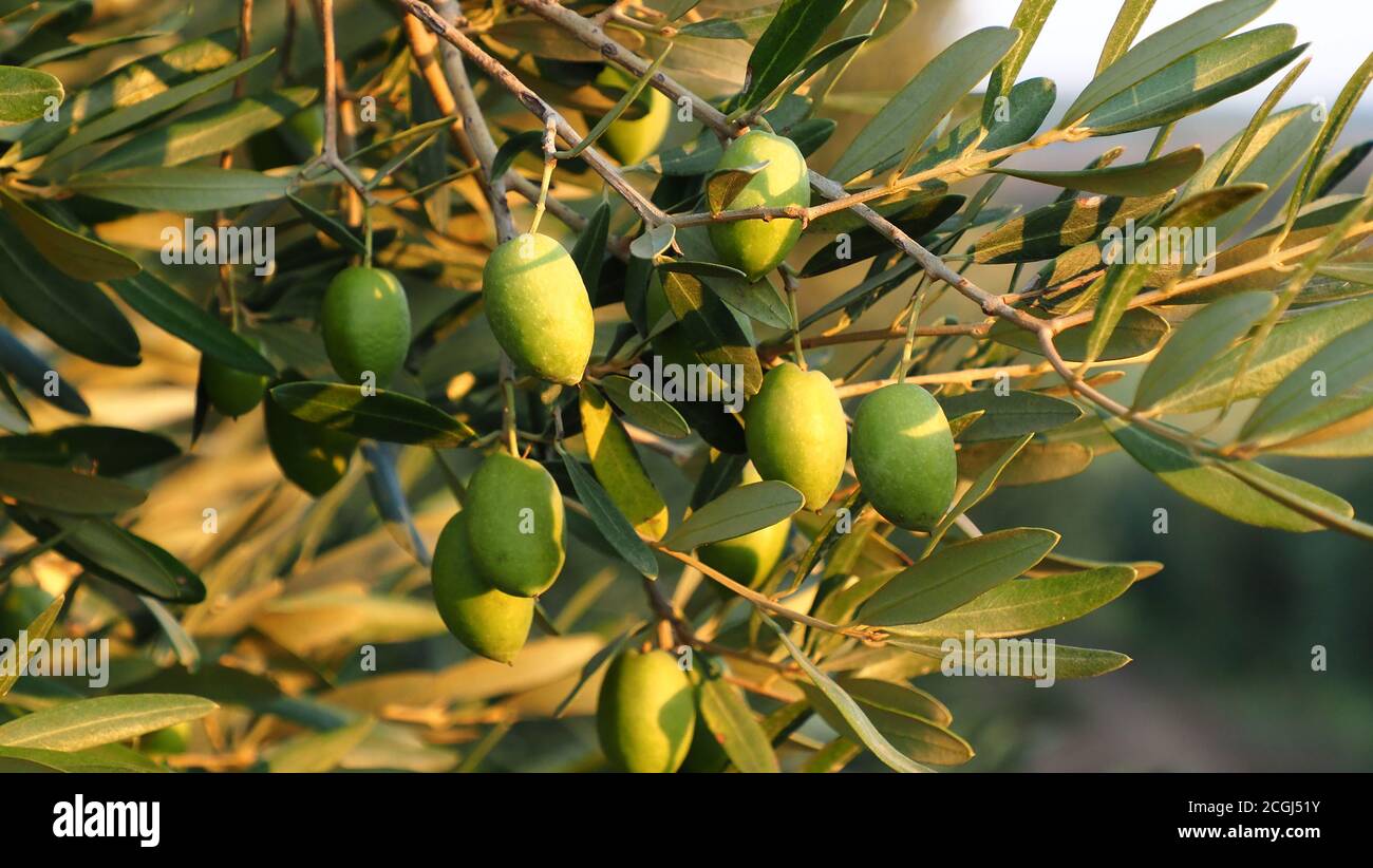 Branches of the olive tree hi-res stock photography and images - Alamy