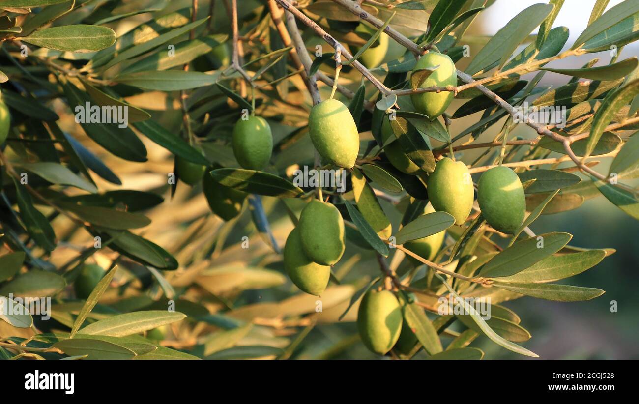 Olive tree trees olives hi-res stock photography and images - Alamy