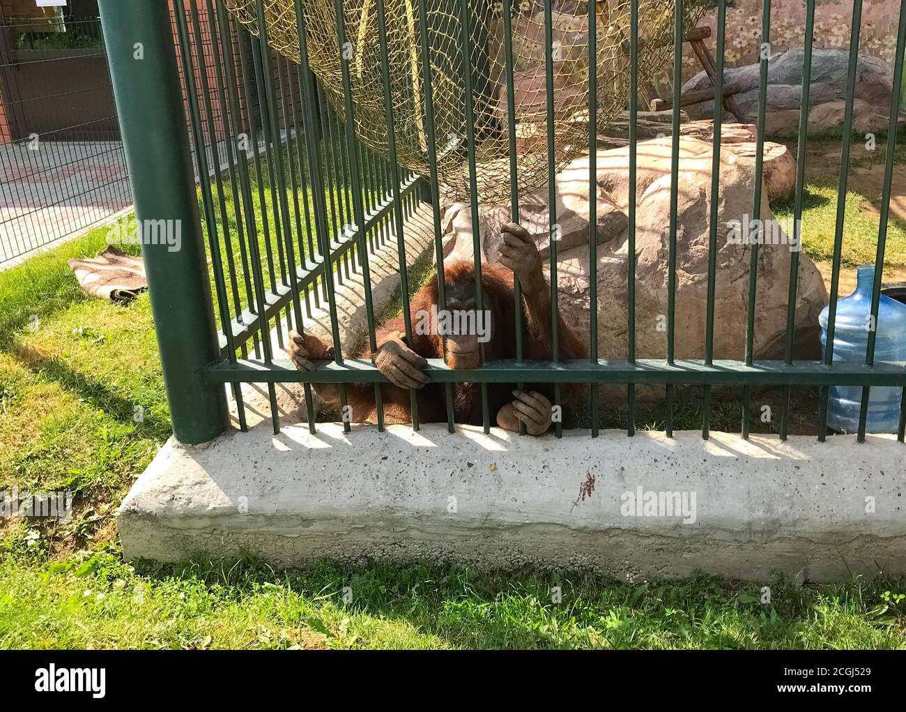 Happy chimpanzee funny sitting behind bars in a cage in the zoo ...