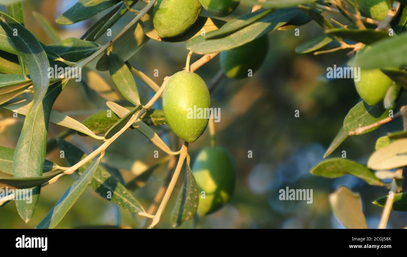 olives on the branches of the olive tree Stock Photo - Alamy