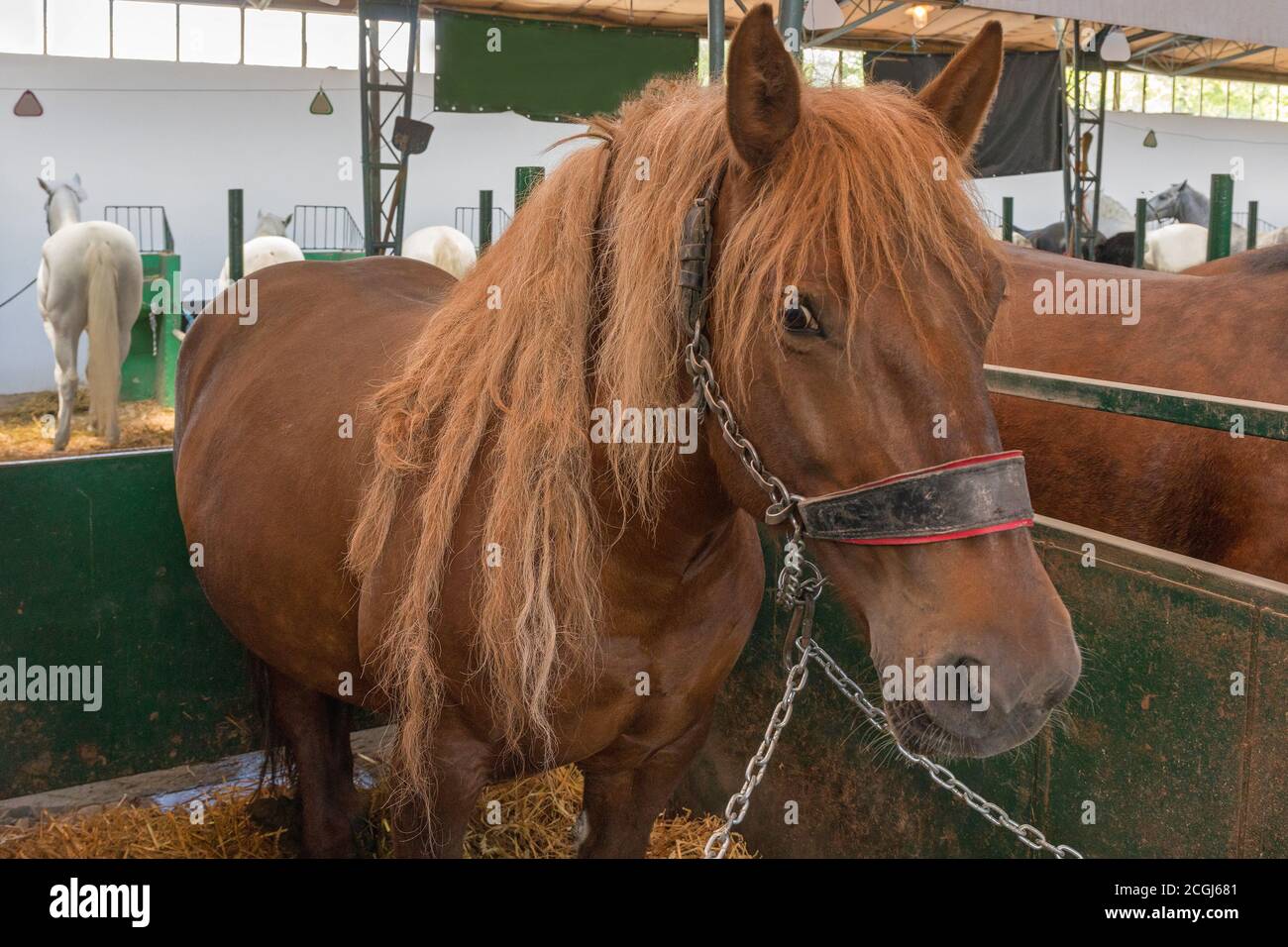 One Big Brown Horse in Stables Farm Stock Photo - Alamy
