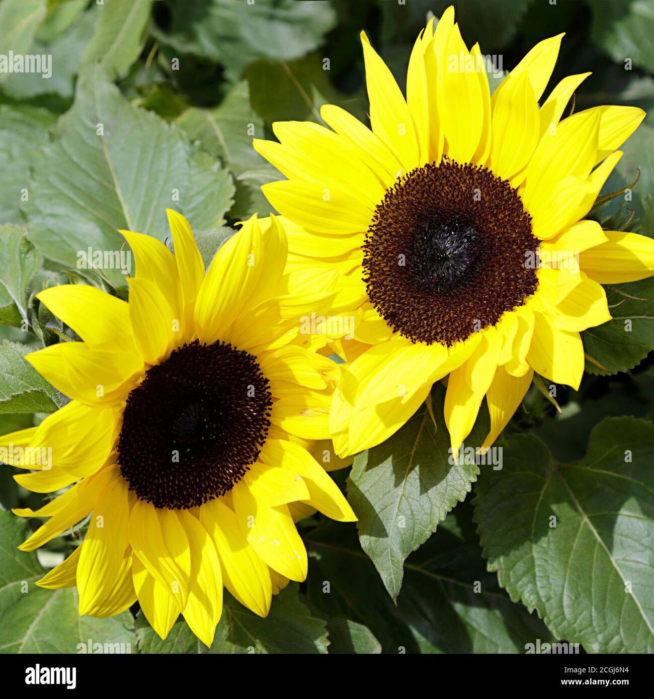 Detail of a two sunflowers in a garden Stock Photo - Alamy