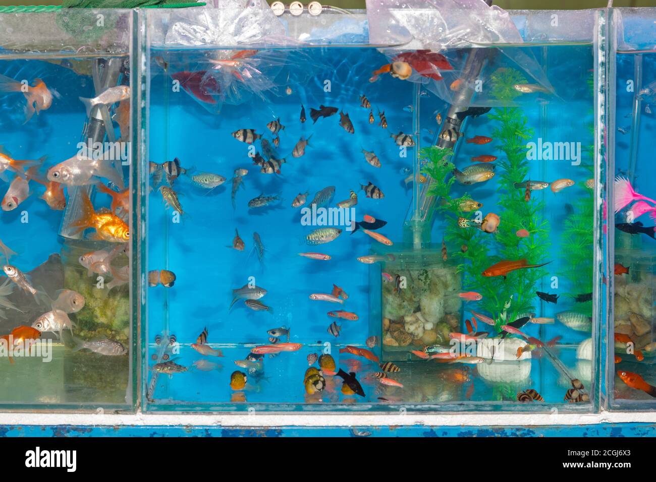Many small fish swimming hi-res stock photography and images - Alamy