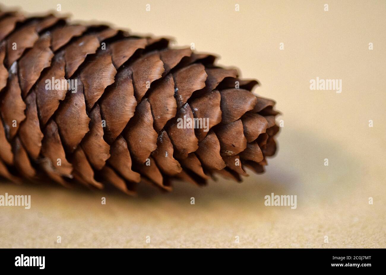 Cone still life hi-res stock photography and images - Alamy