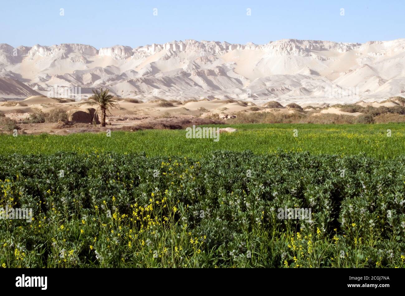 Farmland on the edge of the Saharan village of al Qasr, in Dakhla Oasis ...