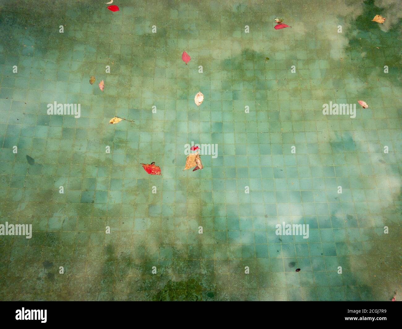 Problem of swimming pool and service concept, leaves from grape tree ...