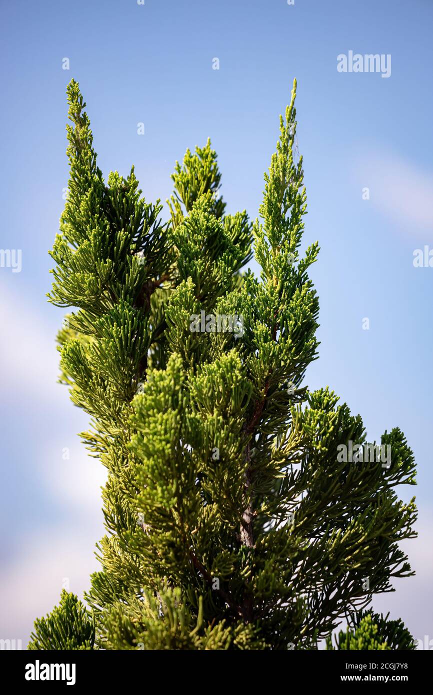 Conifer family cupressaceae hi-res stock photography and images - Alamy