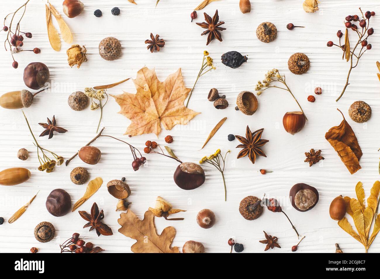 Autumn flat lay. Fall leaves, berries, acorns, nuts,anise, chestnut and ...