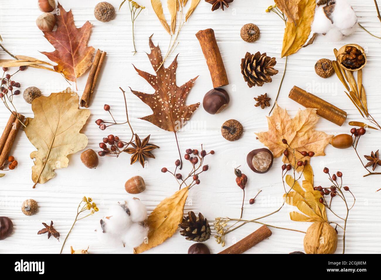 Autumnal pattern with natural forest details, flat lay. Autumn leaves ...