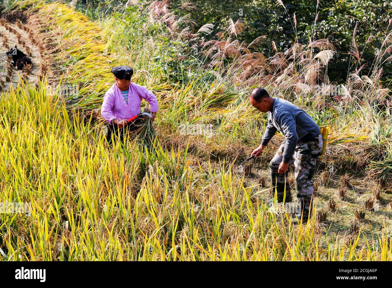 Couple in a rice field hi-res stock photography and images - Alamy