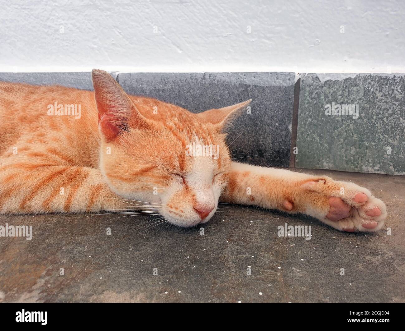 Relaxed ginger cat sleeping sweetly on the concrete floor, close-up ...