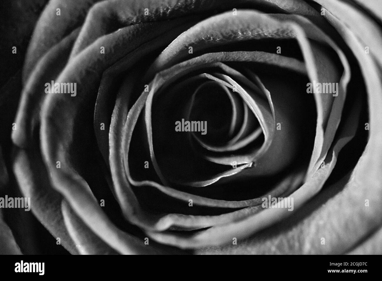 Shadows blooms Black and White Stock Photos & Images - Alamy