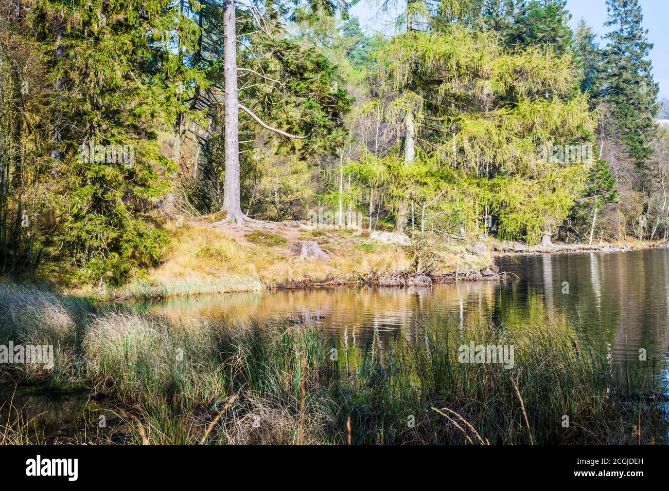 Autumn view of Tarn Hows in the Lake District National Park, Cumbria ...