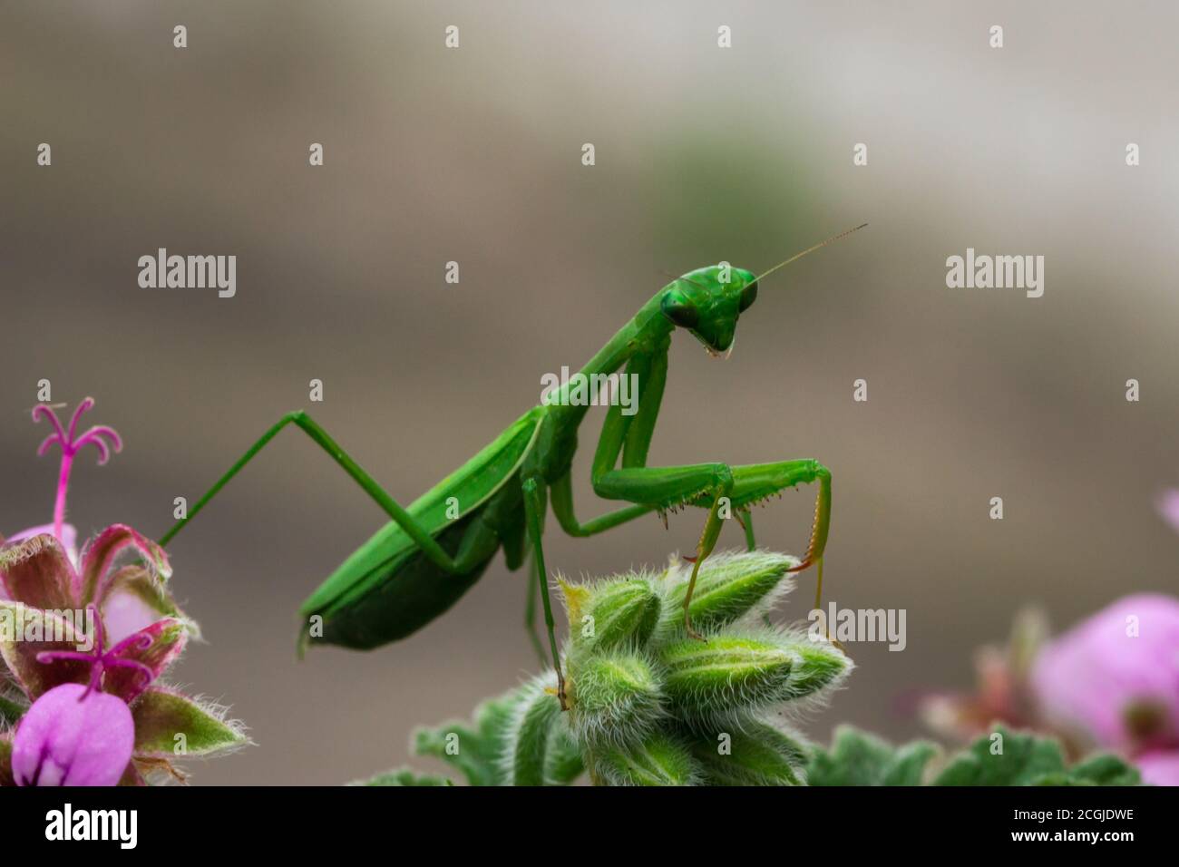 Female green Praying Mantis Hunting, South Africa Stock Photo - Alamy