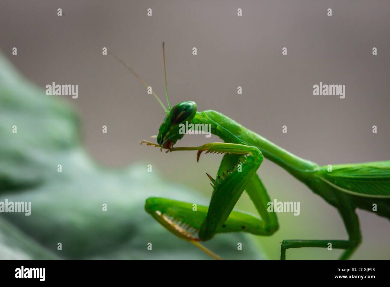 Female green Praying Mantis Hunting, South Africa Stock Photo - Alamy