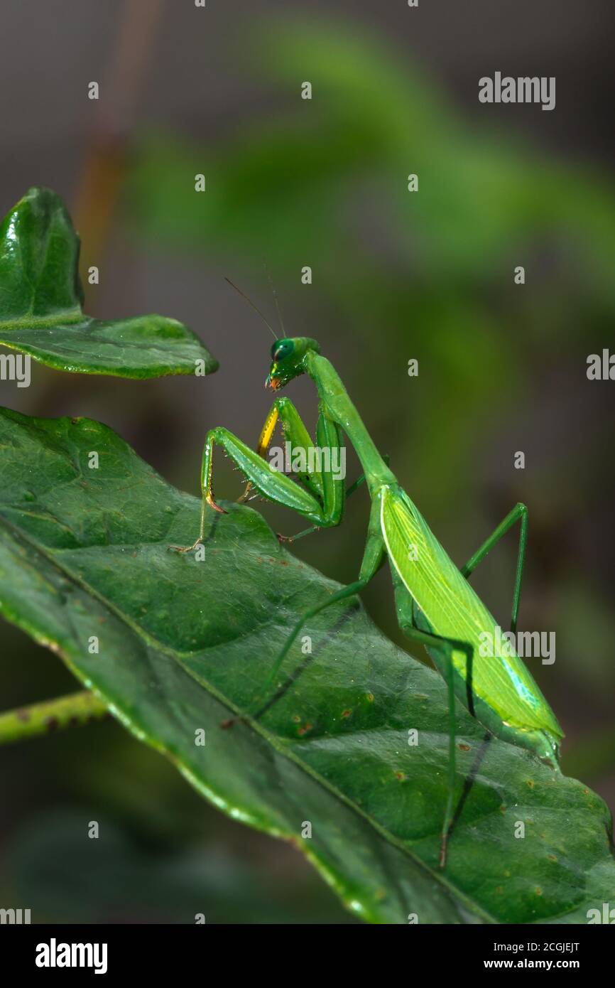 Female green Praying Mantis Hunting, South Africa Stock Photo - Alamy
