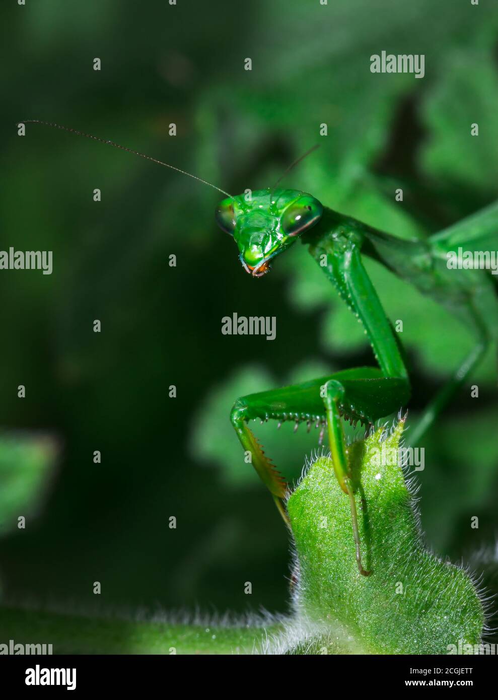 Female green Praying Mantis Hunting, South Africa Stock Photo - Alamy