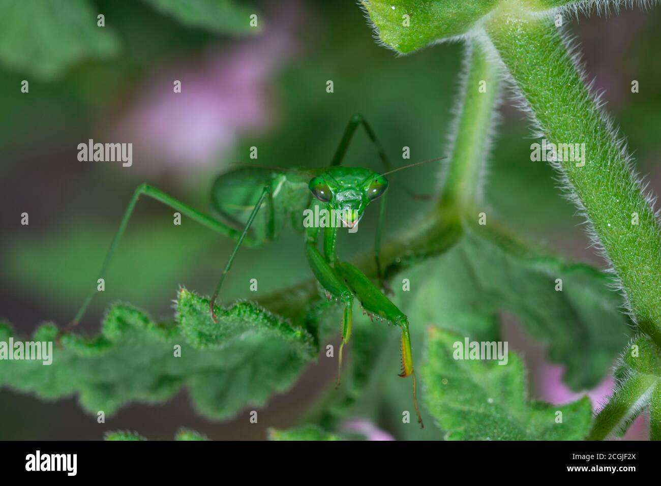Female green Praying Mantis Hunting, South Africa Stock Photo - Alamy