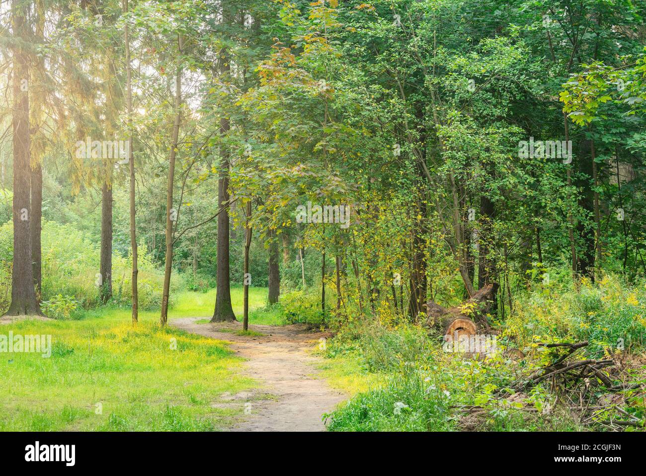 Path in the forest at summer sunset time Stock Photo - Alamy