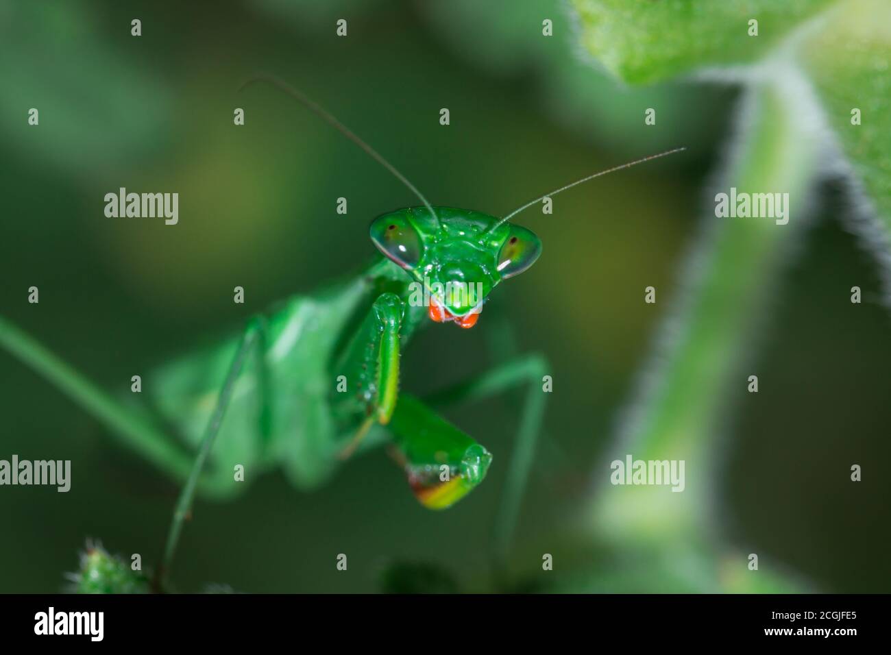 Female green Praying Mantis Hunting, South Africa Stock Photo - Alamy