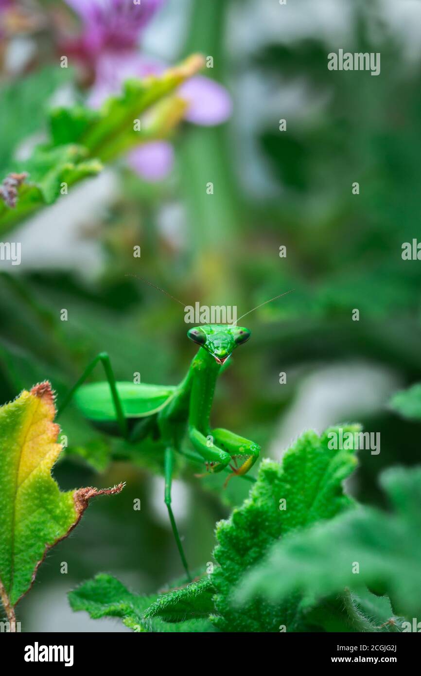 Female green Praying Mantis Hunting, South Africa Stock Photo - Alamy