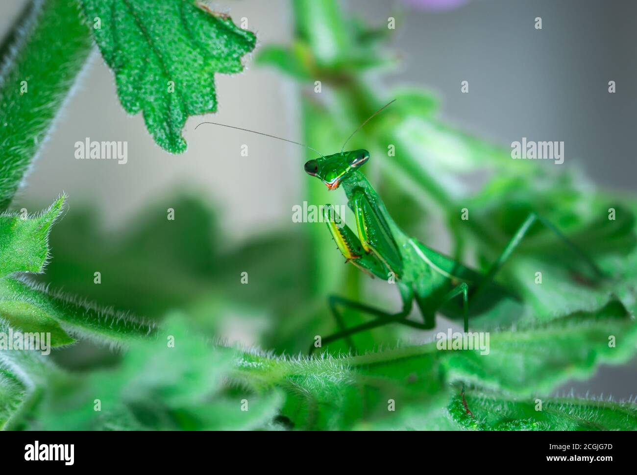 Female green Praying Mantis Hunting, South Africa Stock Photo - Alamy