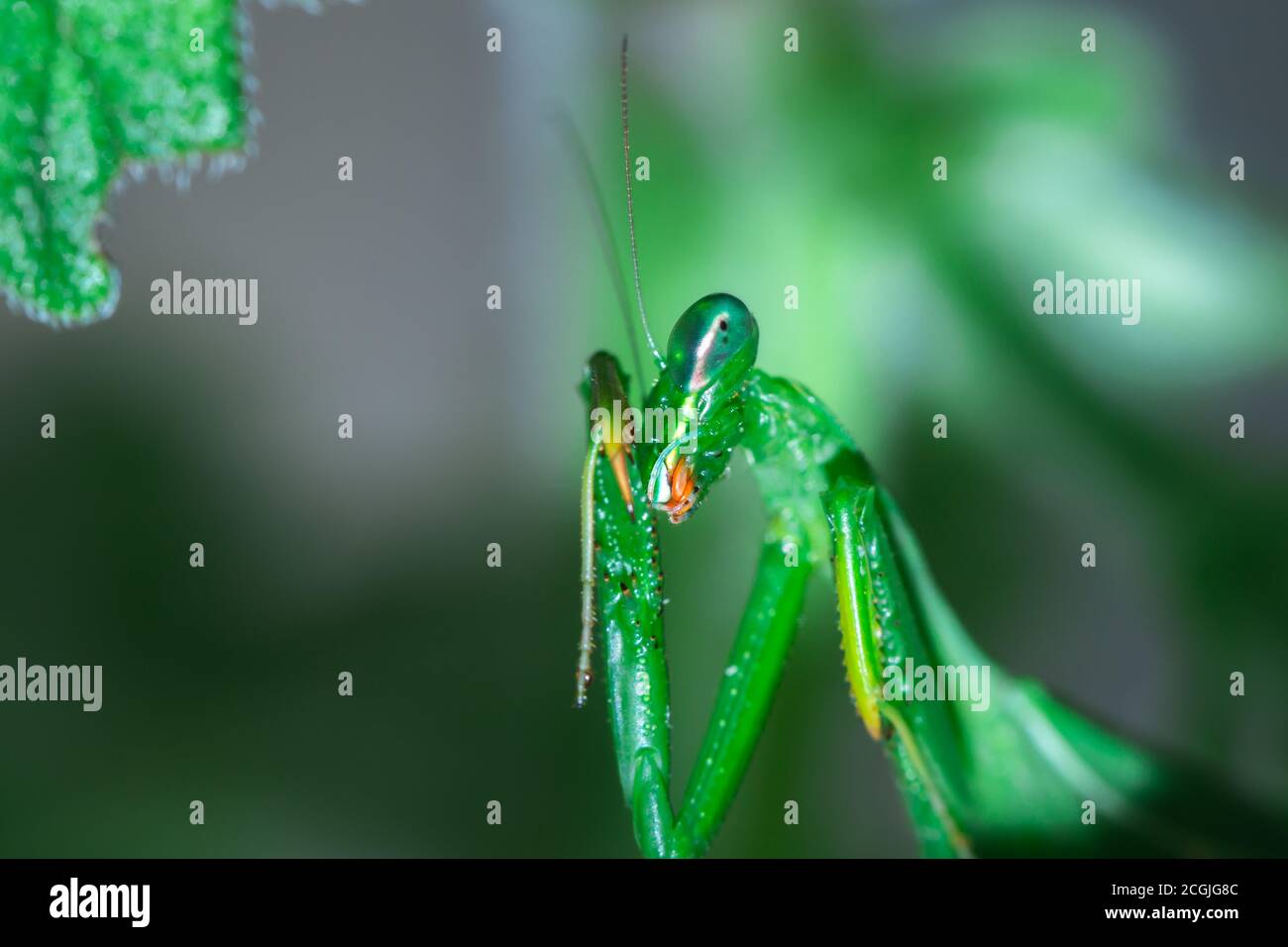 Female green Praying Mantis Hunting, South Africa Stock Photo - Alamy